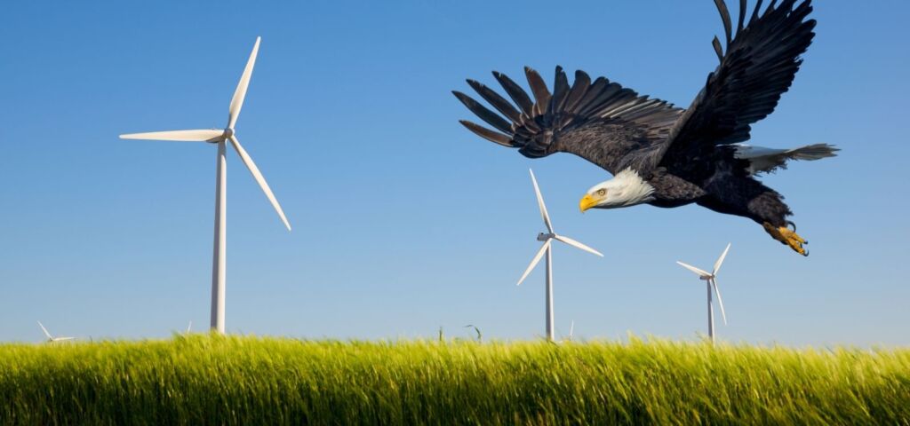 Golden Turkey Nominee: $261,000 to Train Eagles to Avoid Windmills